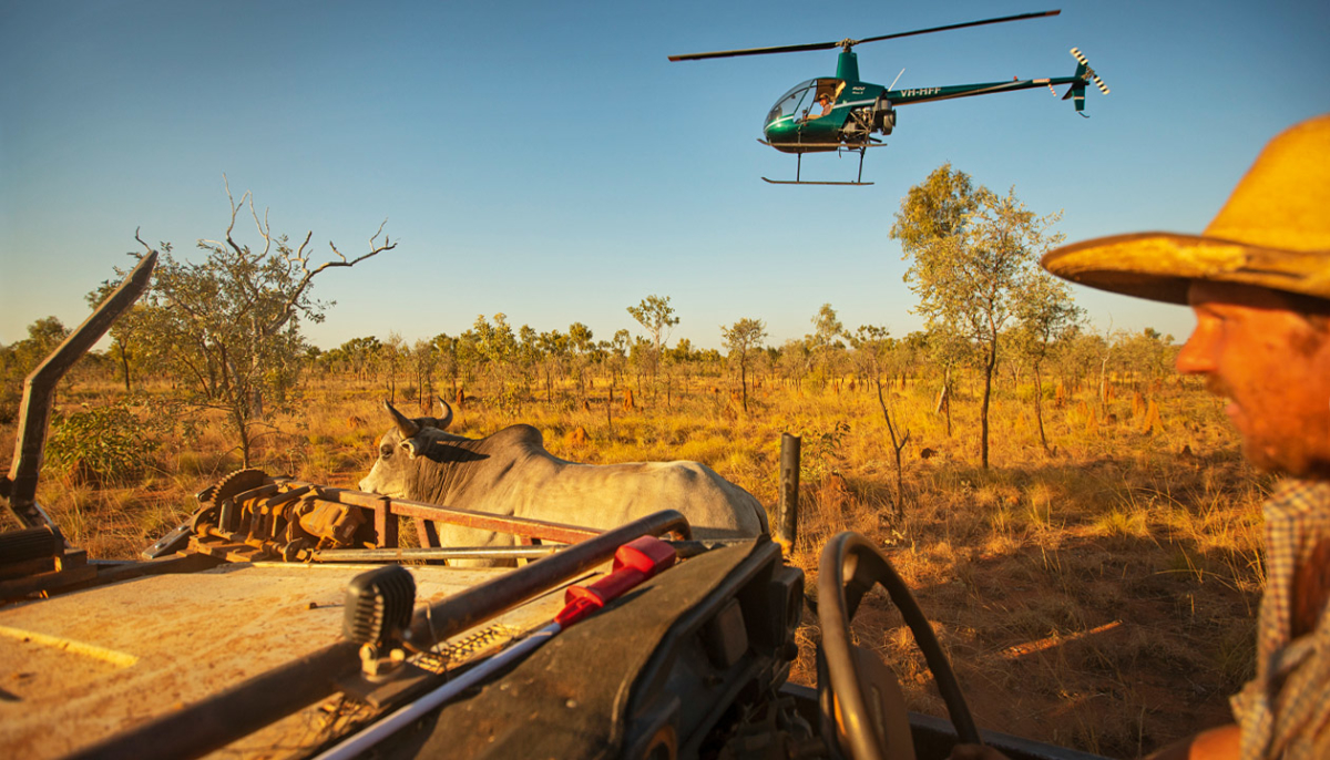 The bull catchers - Outback Magazine : R.M. Williams