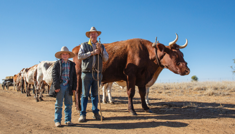 The bullocky's life - Outback Magazine : R.M. Williams
