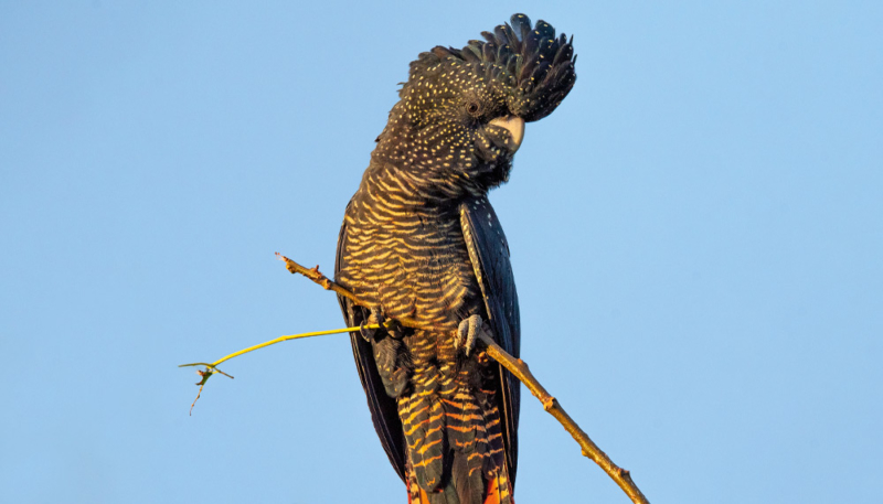The great cocky count - Outback Magazine : R.M. Williams